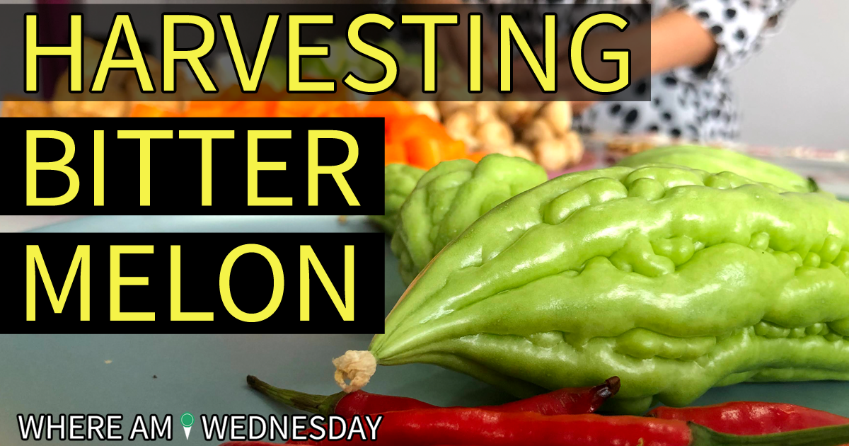 WAIW | Harvesting Bitter Melon | Ryan Patey